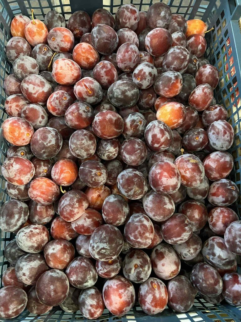 Plums - EV Fresh fruit and veg boxes